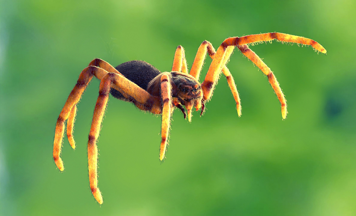 3ds max realistic spider