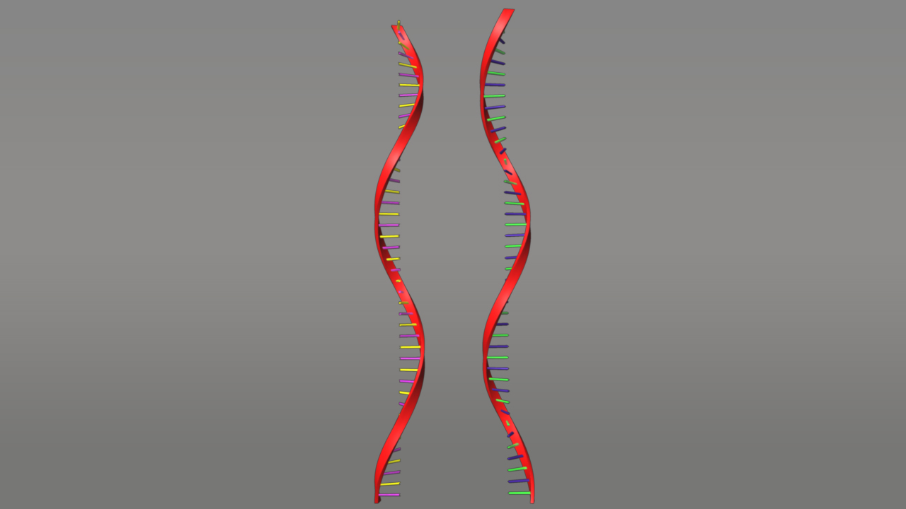protein synthesis 3d model