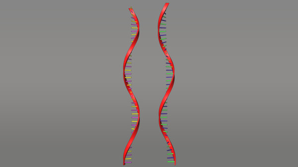 protein synthesis 3d model