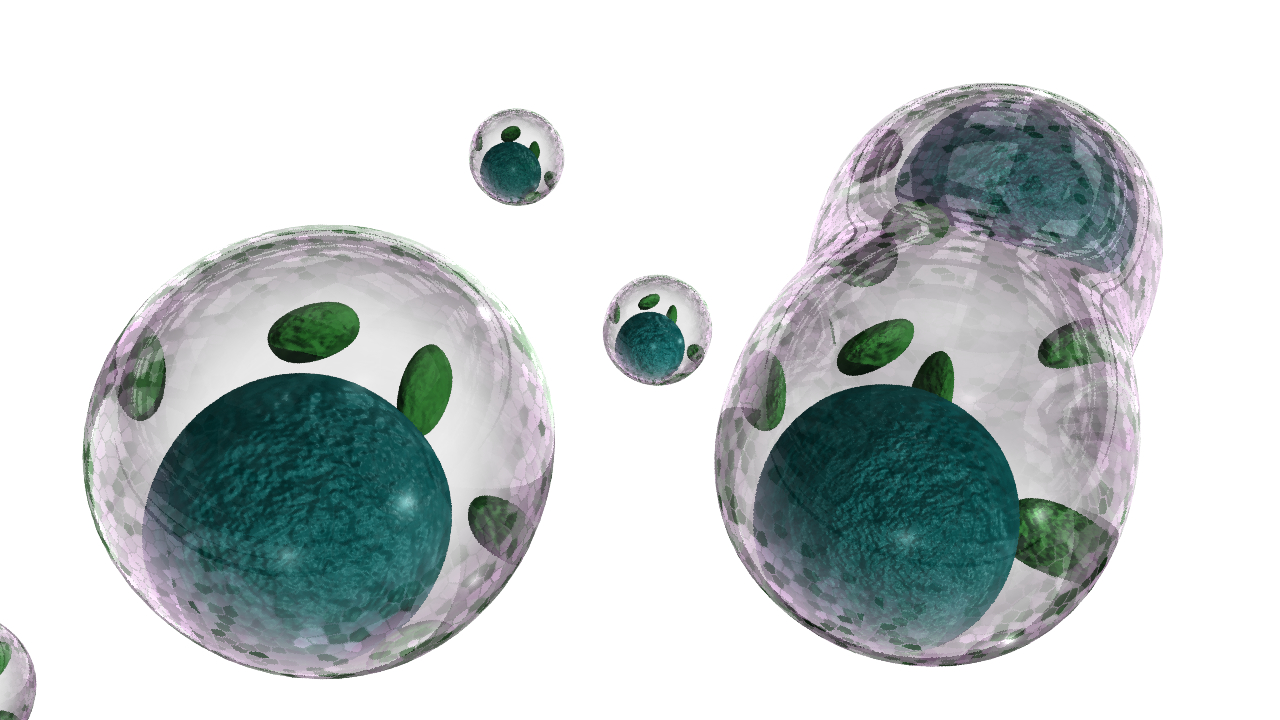 somatic fusion protoplast 3d model