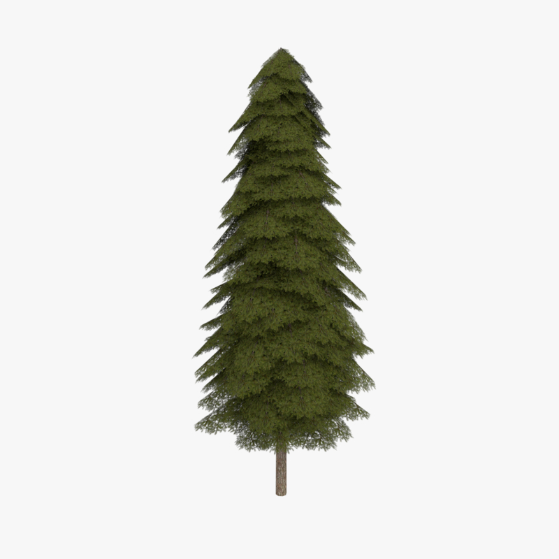 3d obj fir evergreen tree