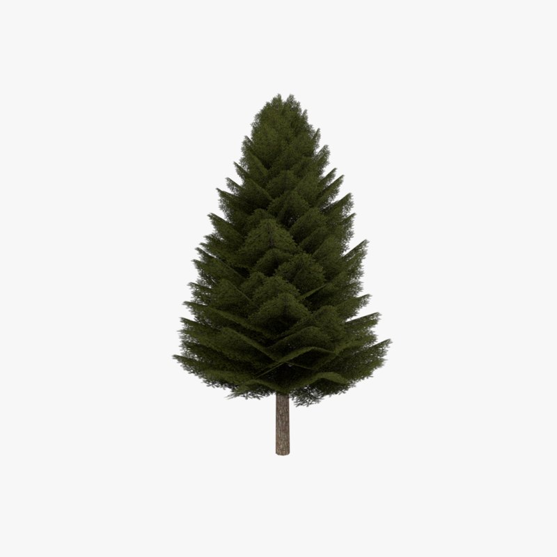 3d model fir evergreen tree