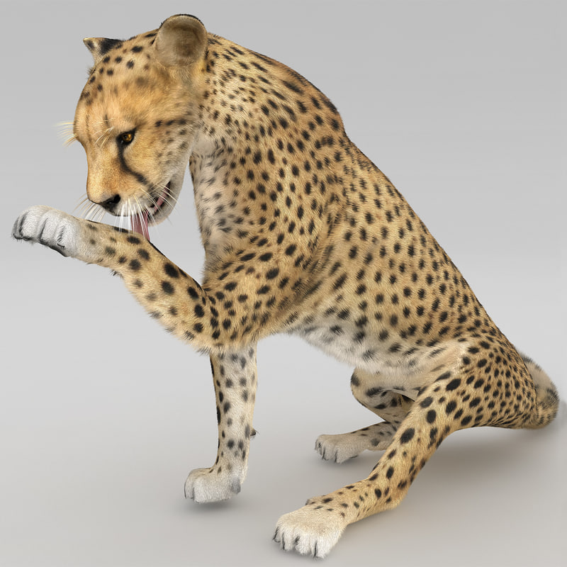 cheetah 2 pose 5 max