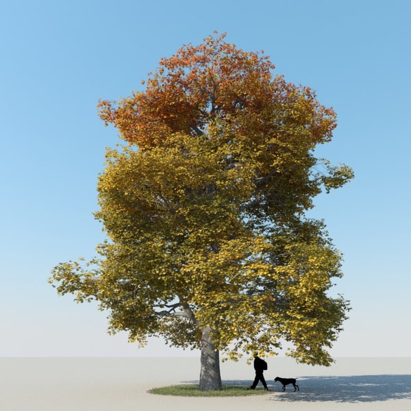 3d realistic maple trees autumn model