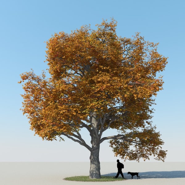 3d realistic maple trees autumn model