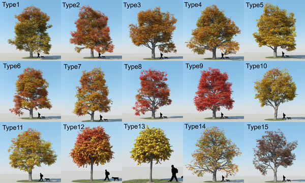 3d realistic maple trees autumn model