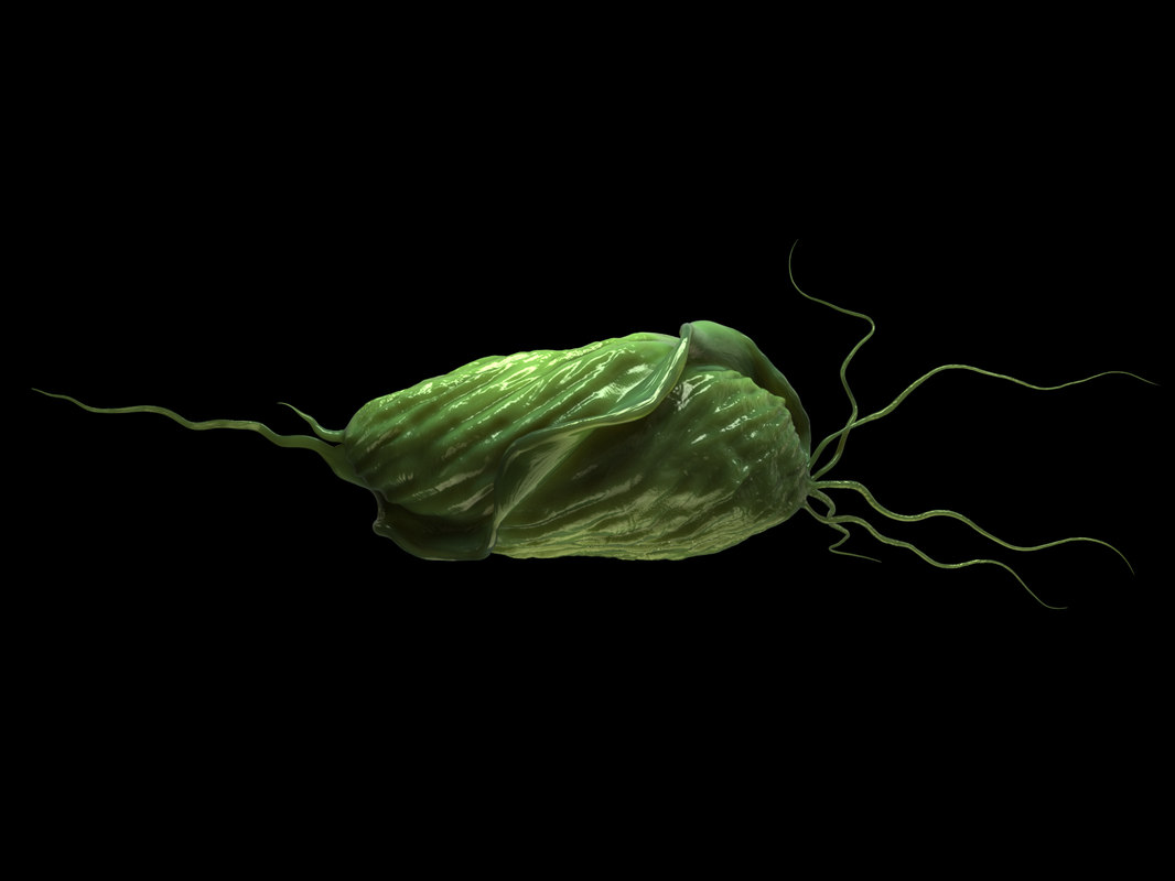 trichomonas cell 3d max