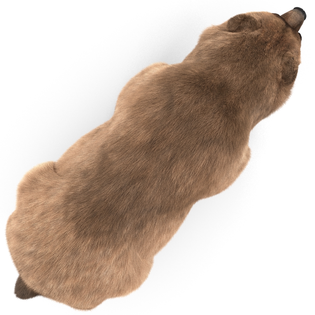 grizzly bear fur max