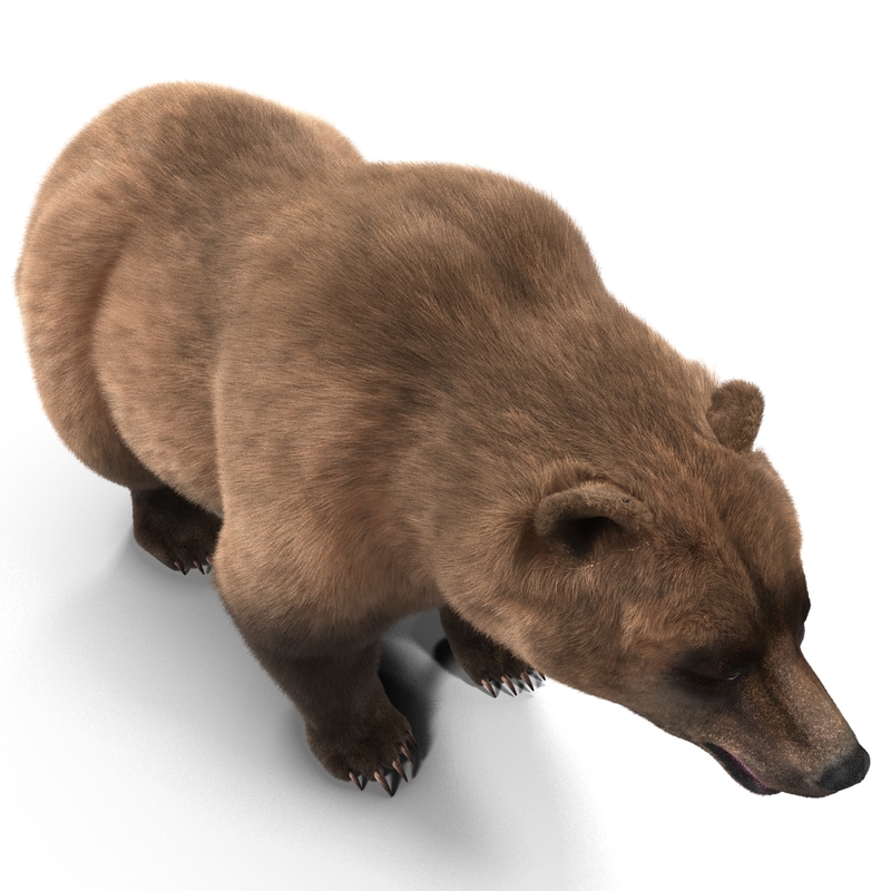 grizzly bear fur max