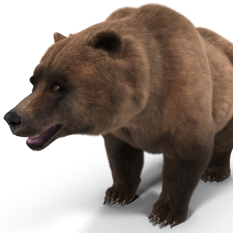 grizzly bear fur max