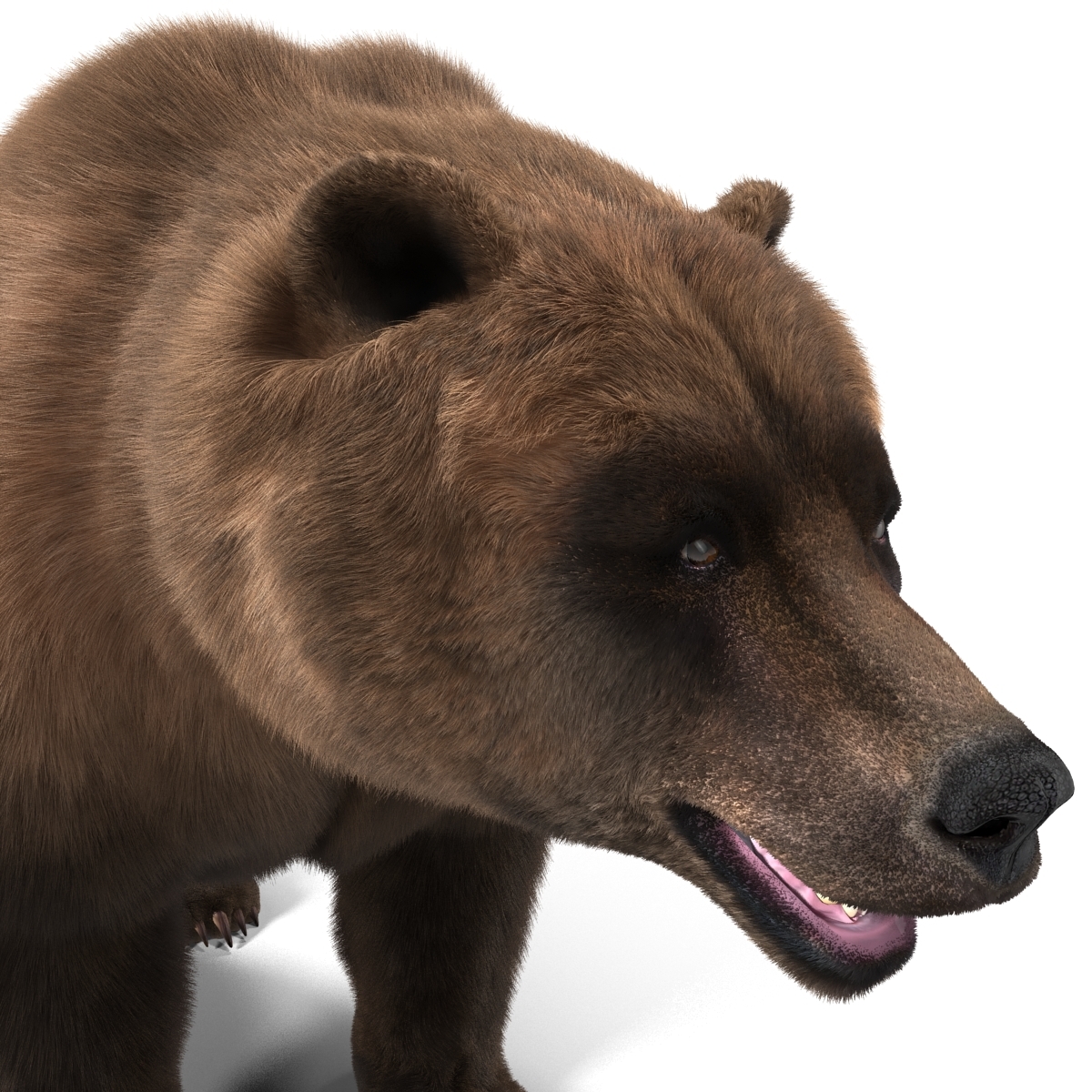 grizzly bear fur max