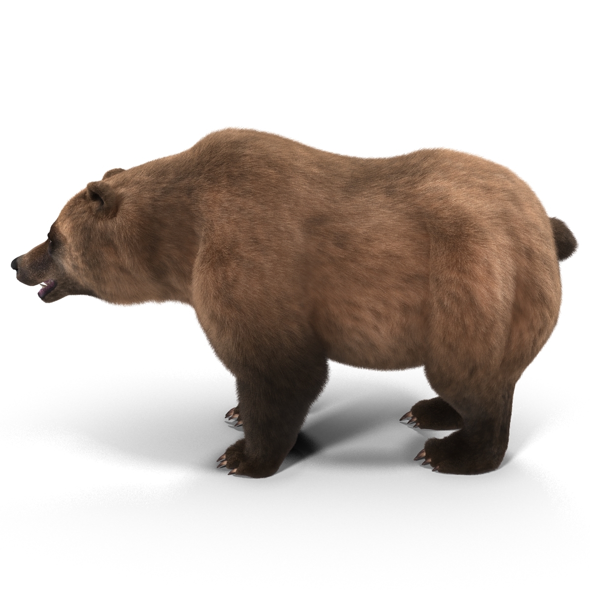 grizzly bear fur max