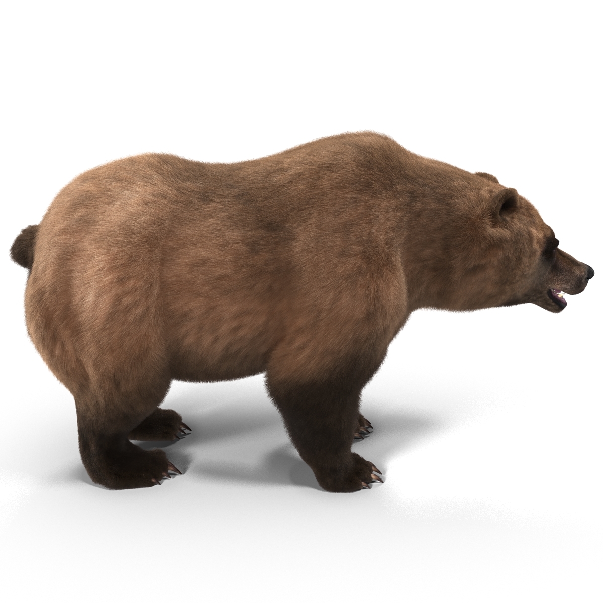 grizzly bear fur max