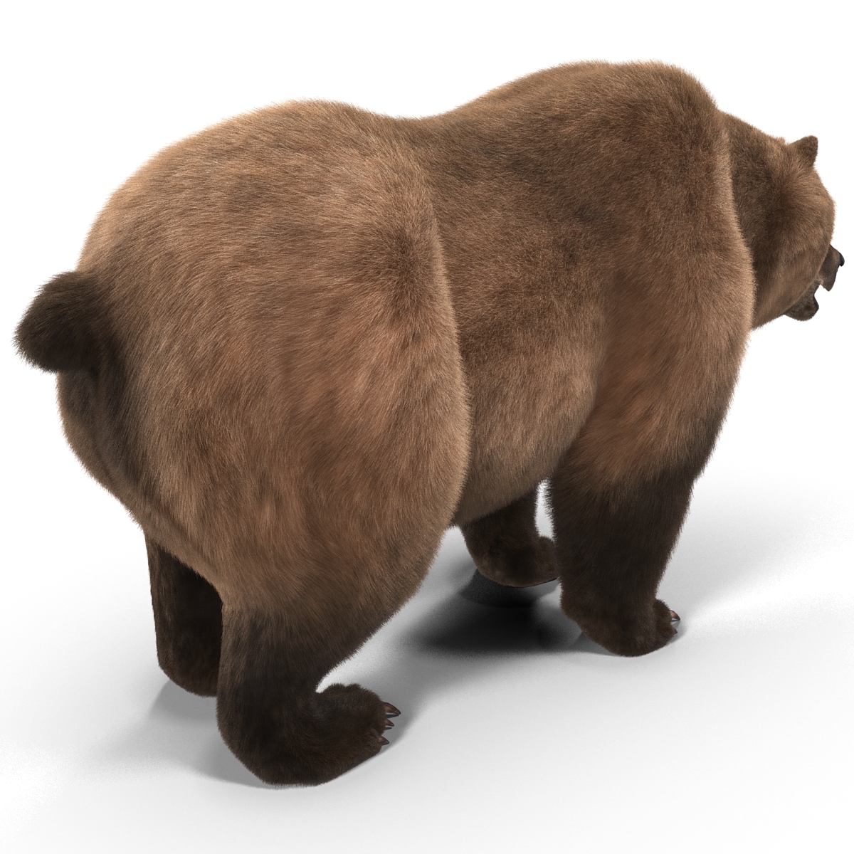 grizzly bear fur max