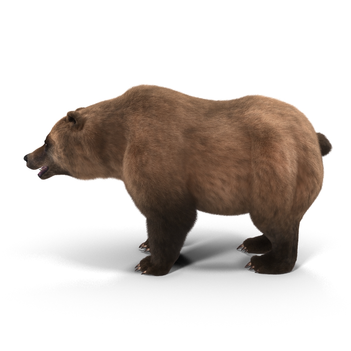 grizzly bear fur max