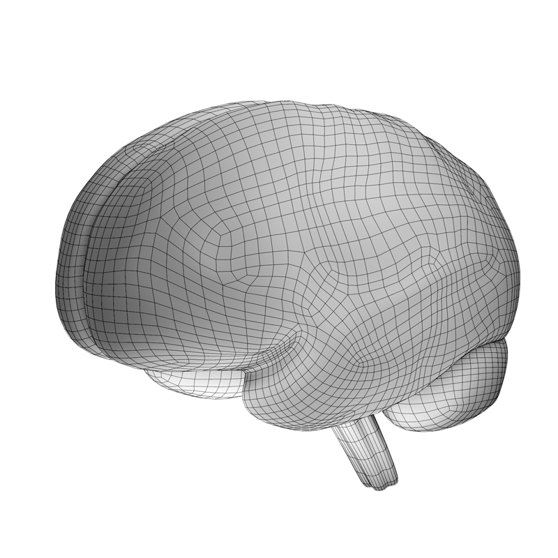 3d model human brain