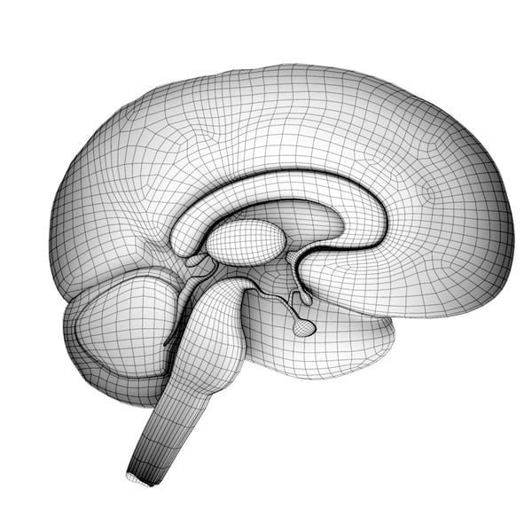 3d model human brain