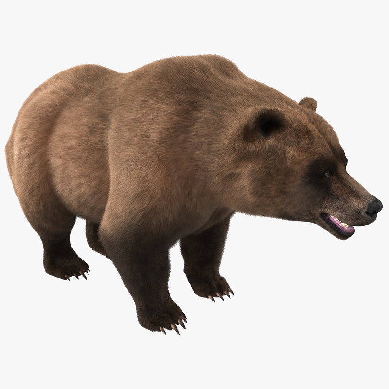 grizzly bear fur max