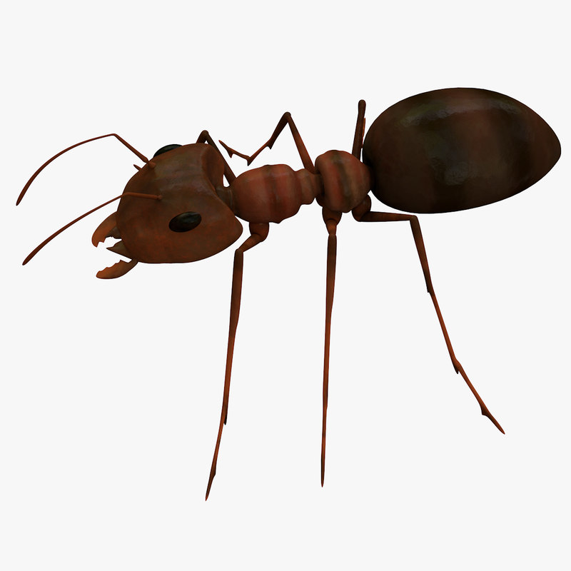 ant animation running 3ds free