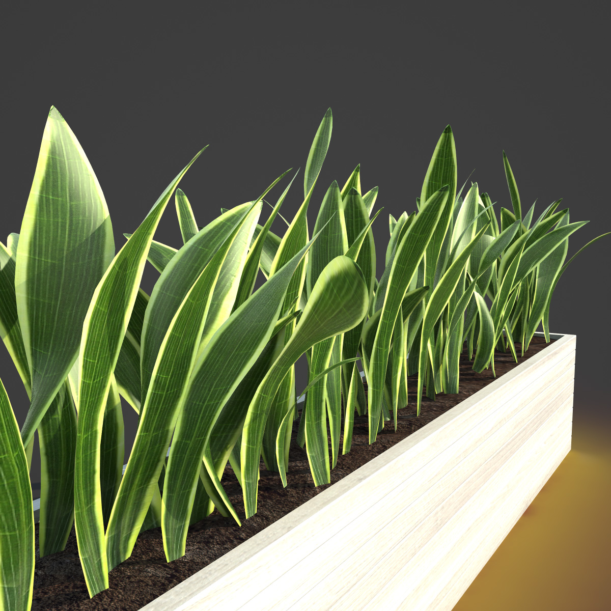 indoor outdoor plant 3d obj
