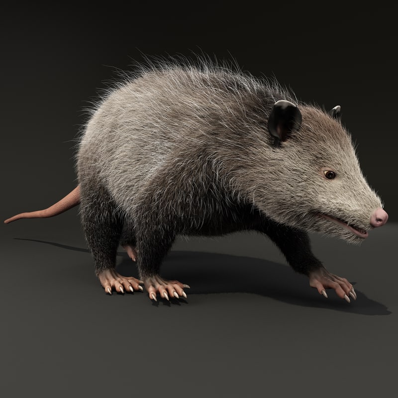 3ds max possum fur pose 1