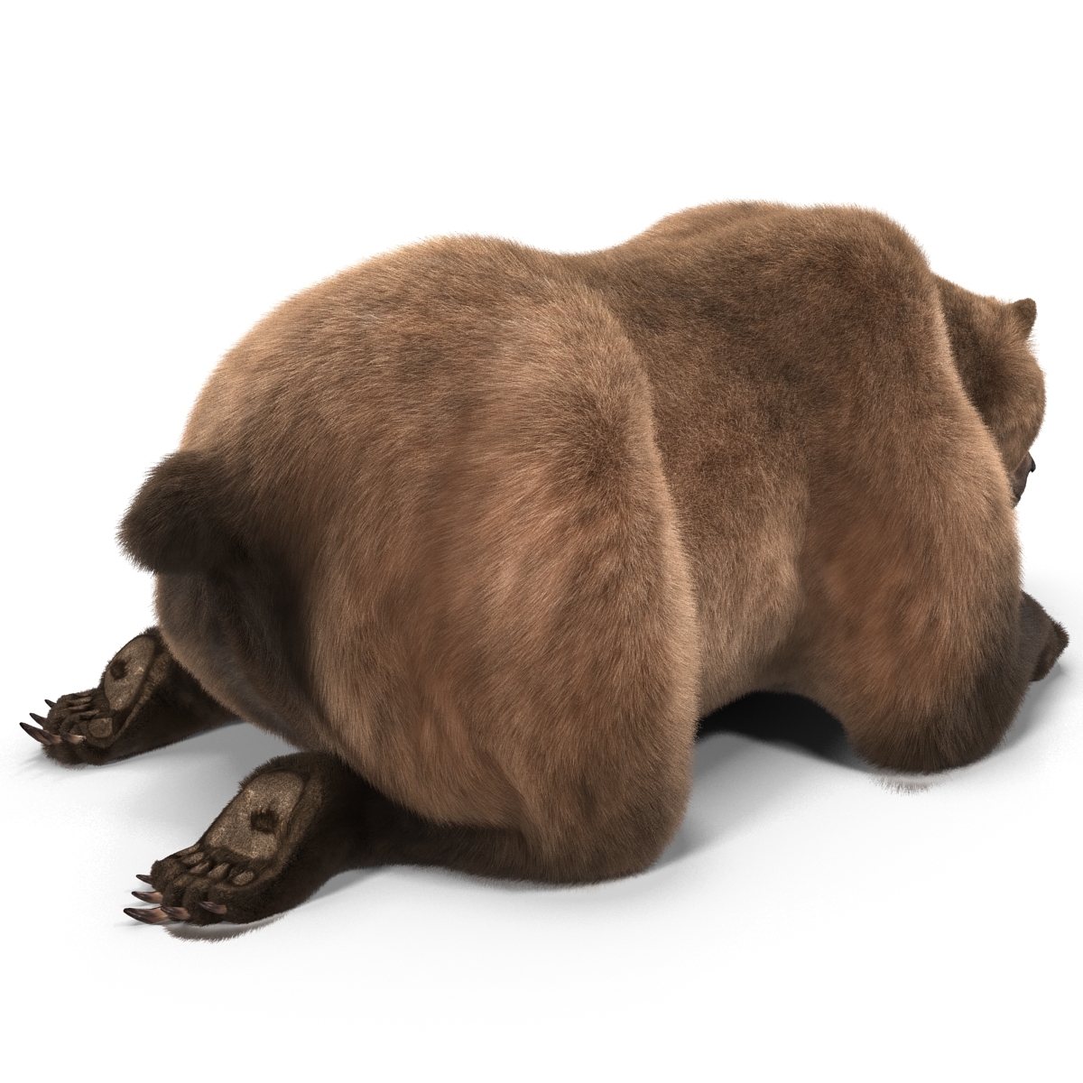 3d grizzly bear pose 5