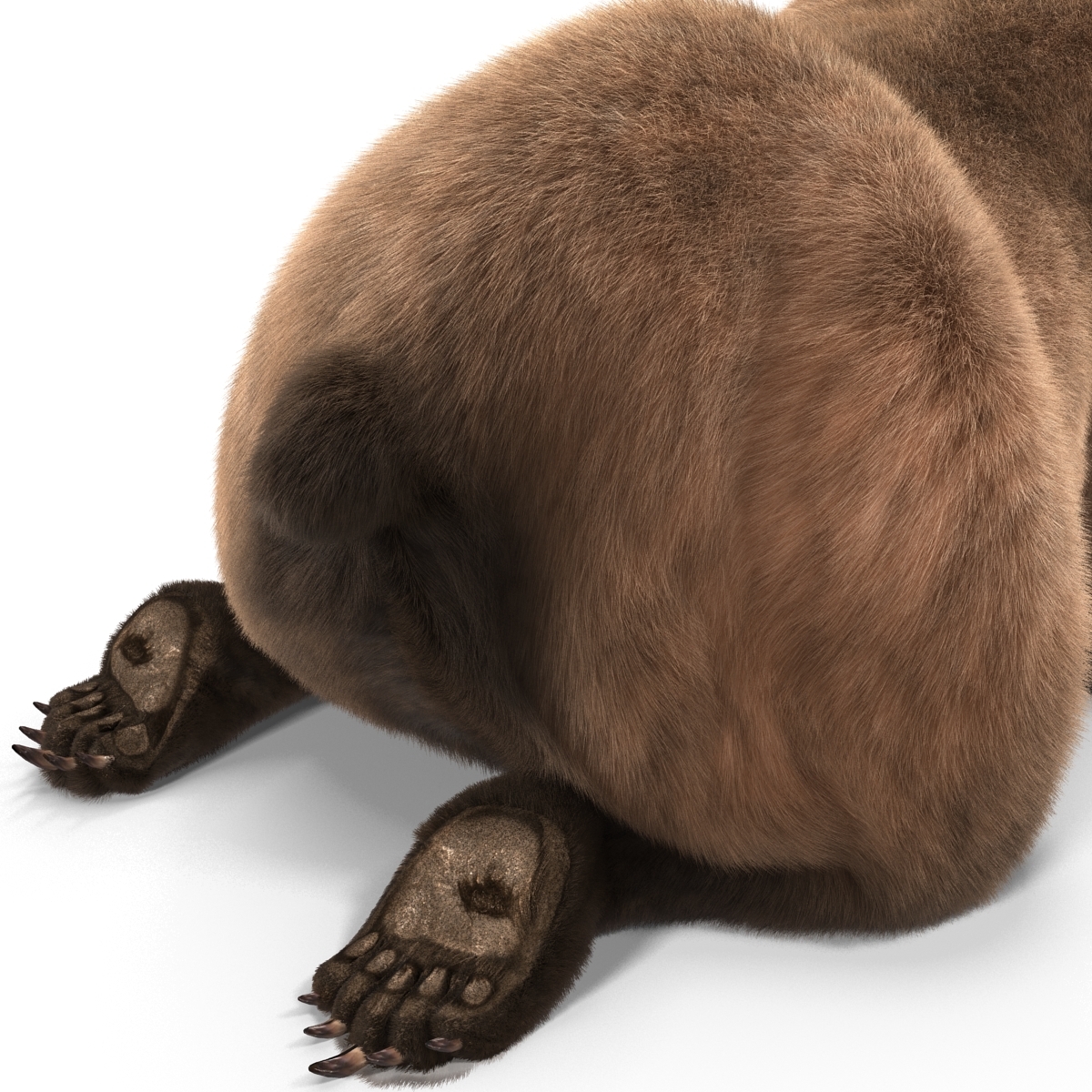 3d grizzly bear pose 5