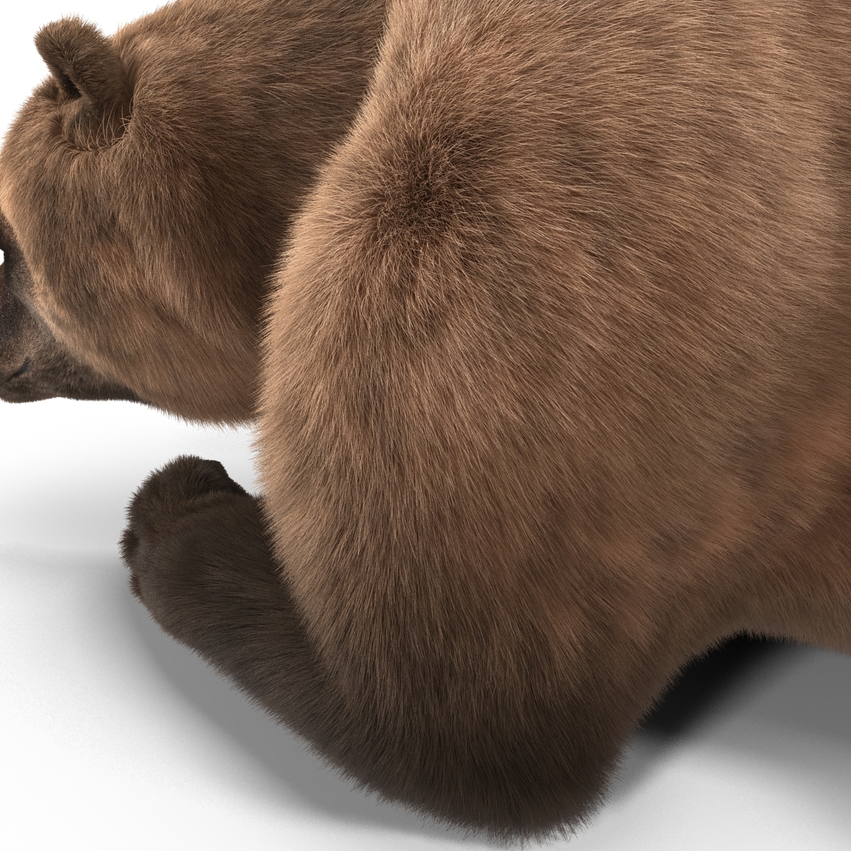 3d grizzly bear pose 5