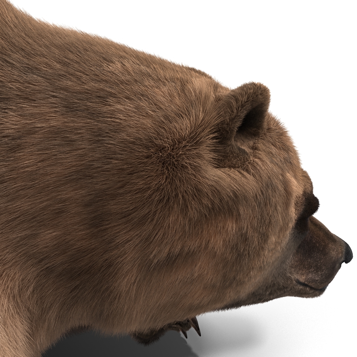 3d grizzly bear pose 5