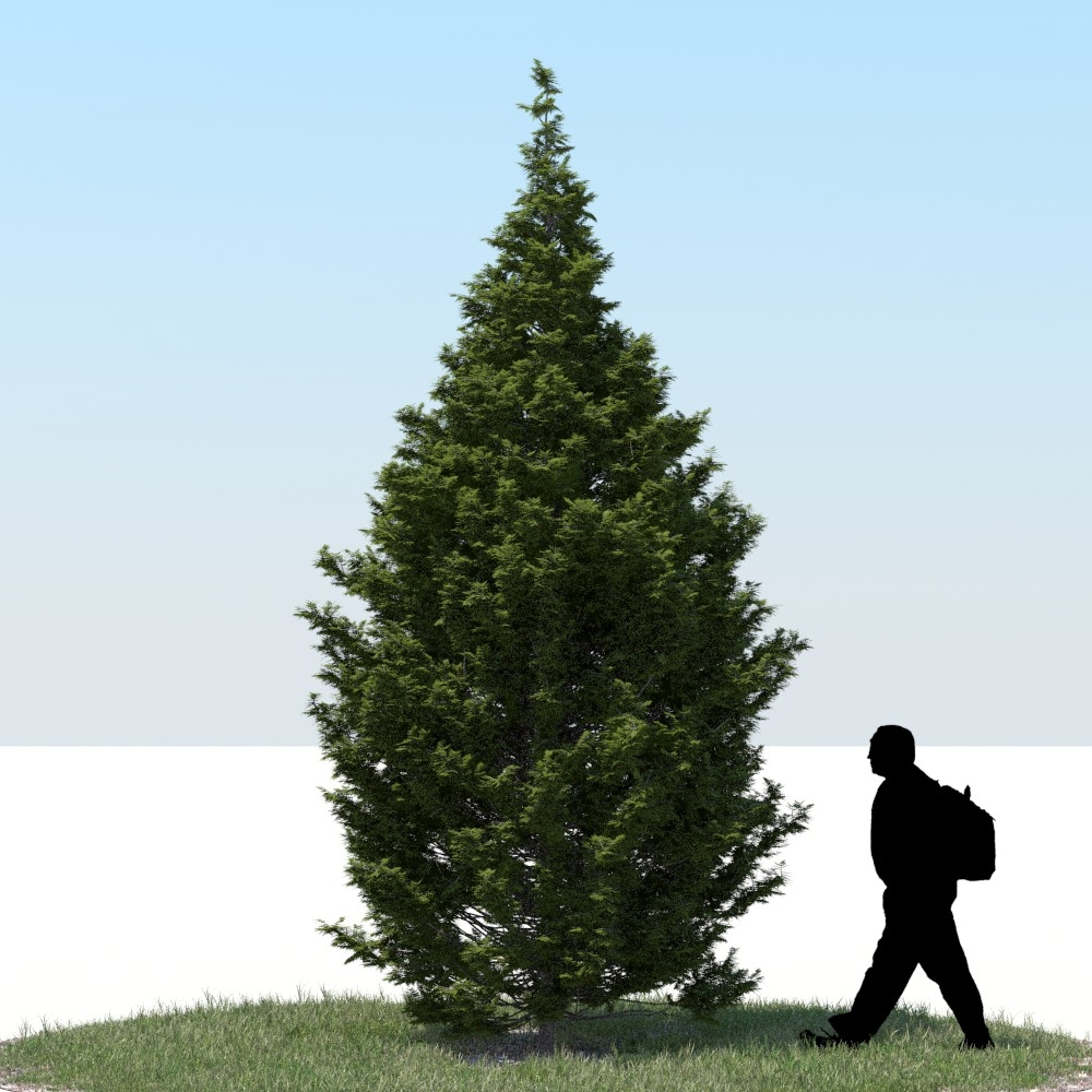 realistic thuja tree 3d max