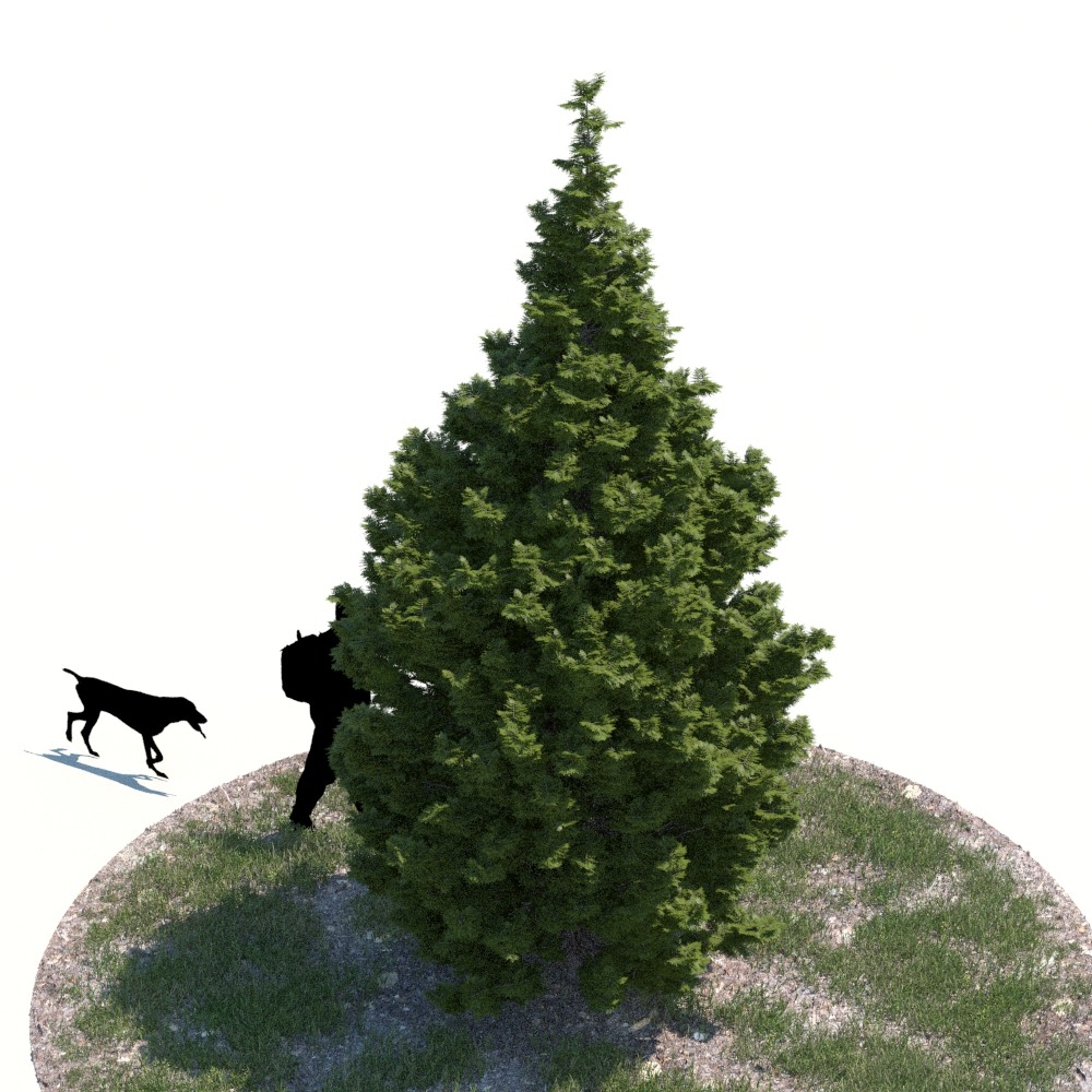 realistic thuja tree 3d max