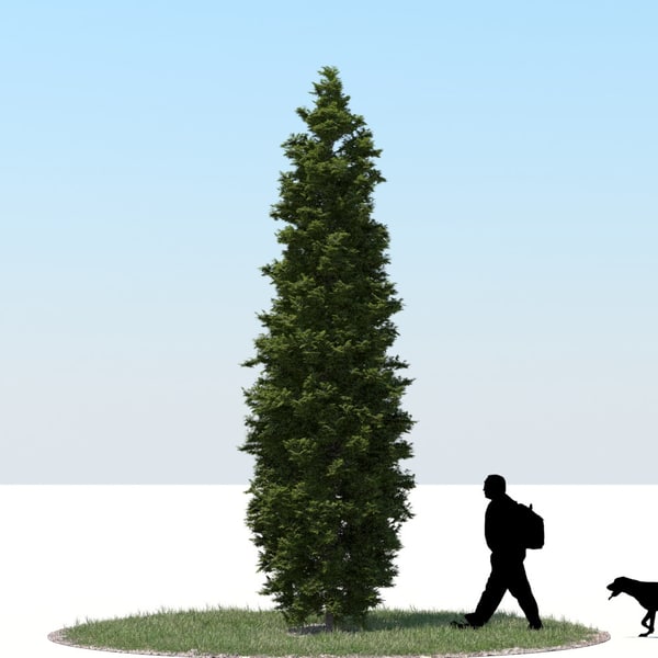 3d model realistic thuja tree