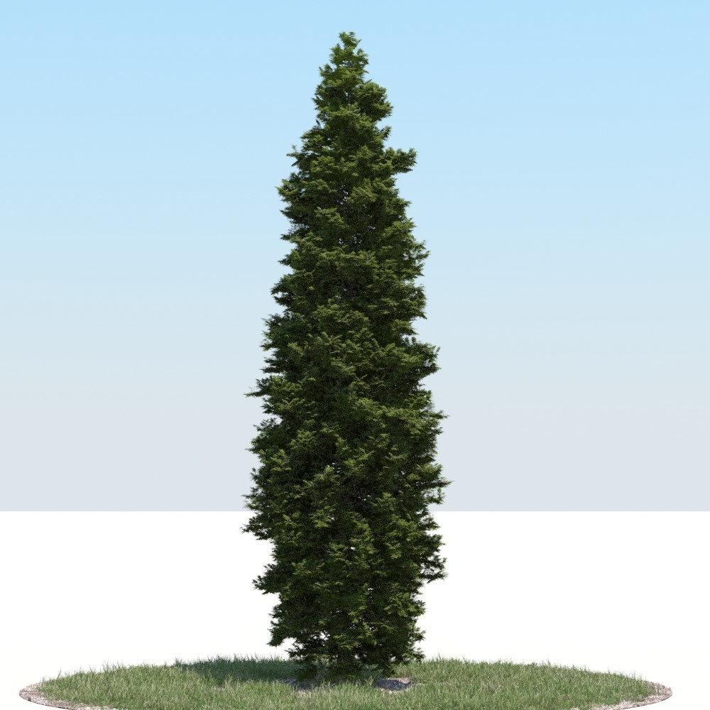 3d model realistic thuja tree
