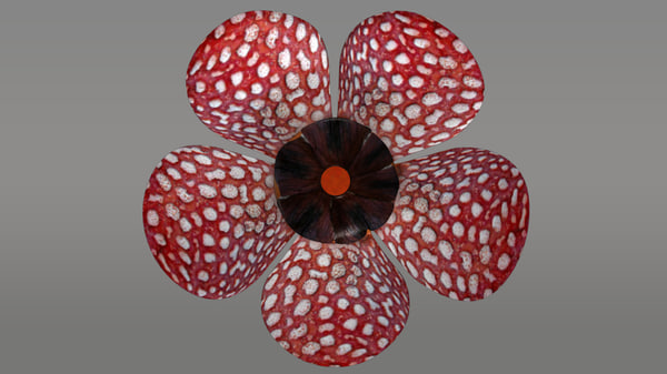 rafflesia flowering 3d model