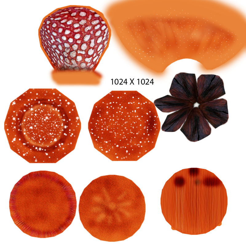 rafflesia flowering 3d model