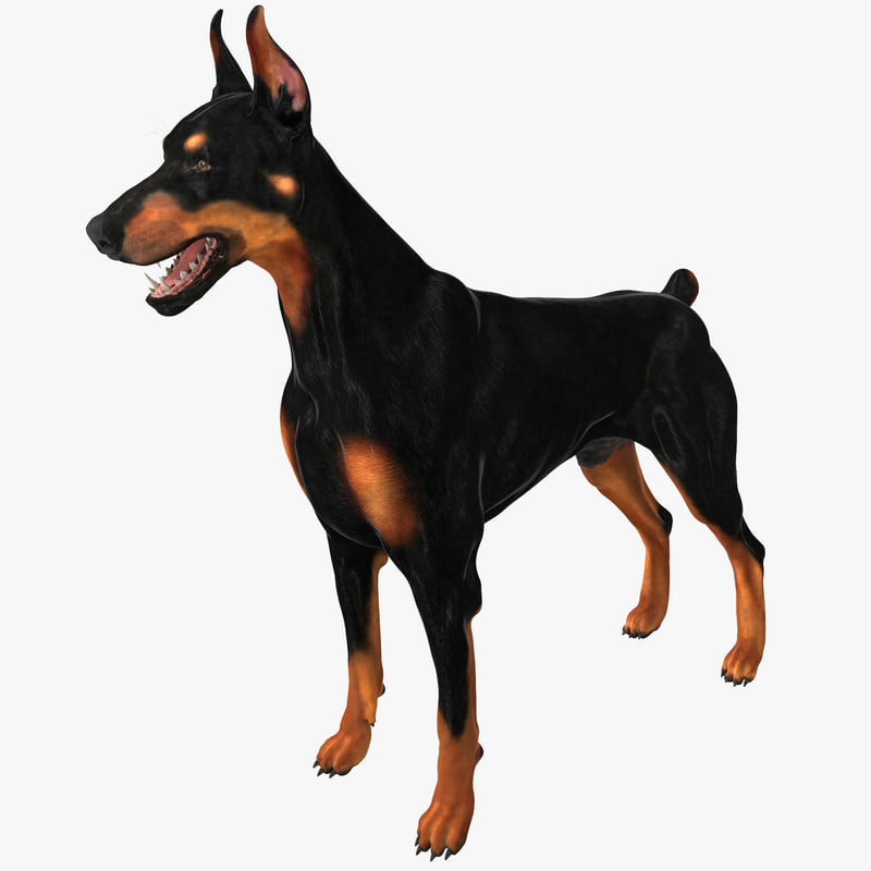 doberman dog 3d 3ds