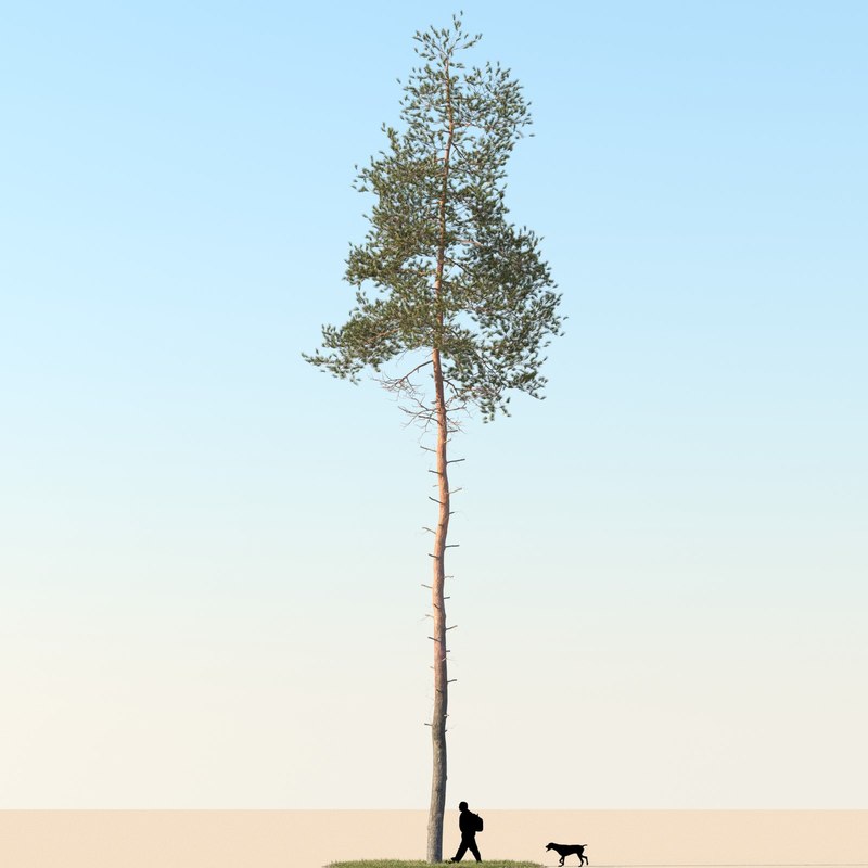 3d realistic pine tree model