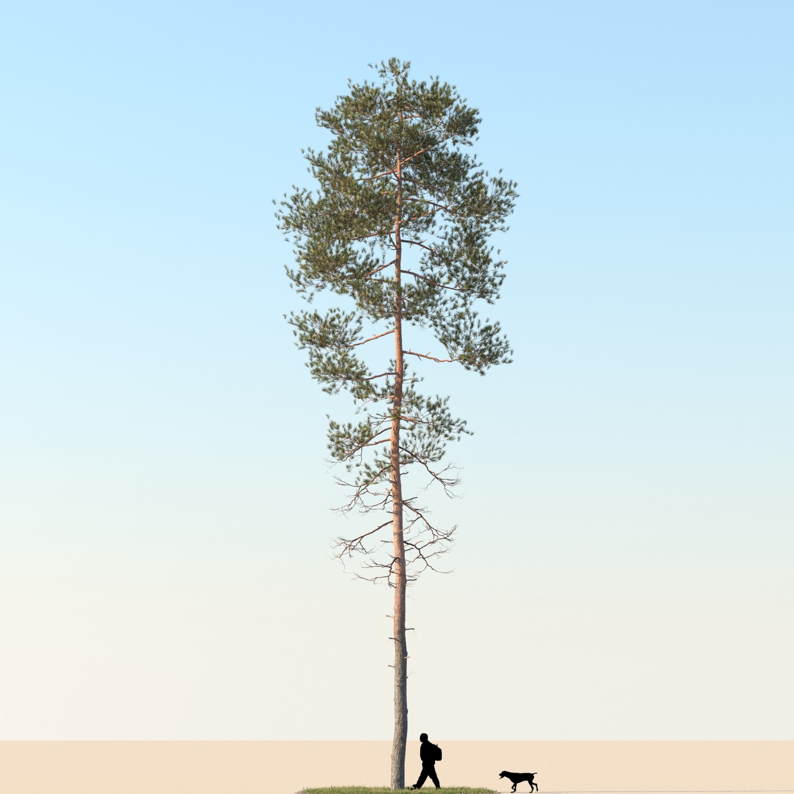 3d realistic pine tree
