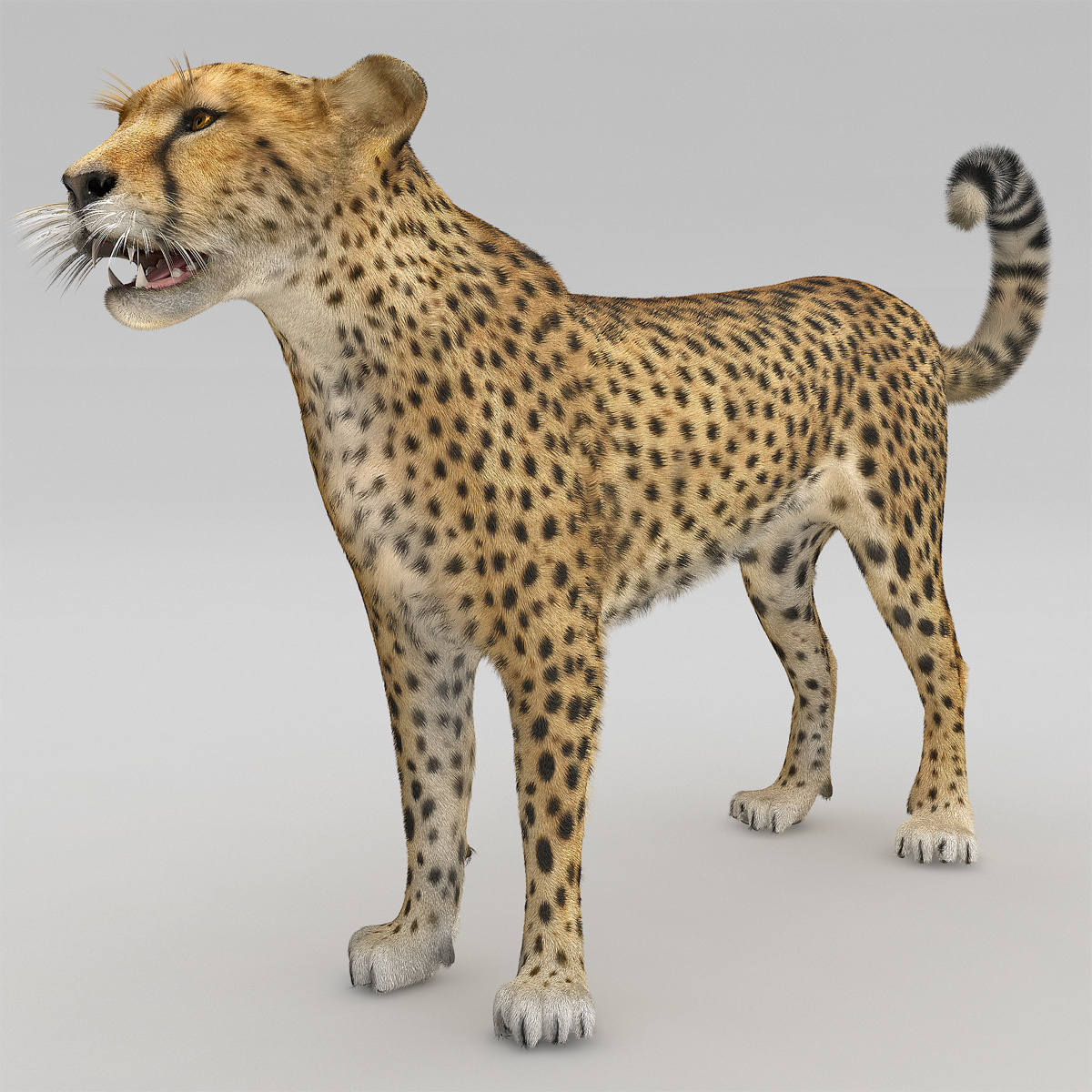 cheetah 2 fur 3d max