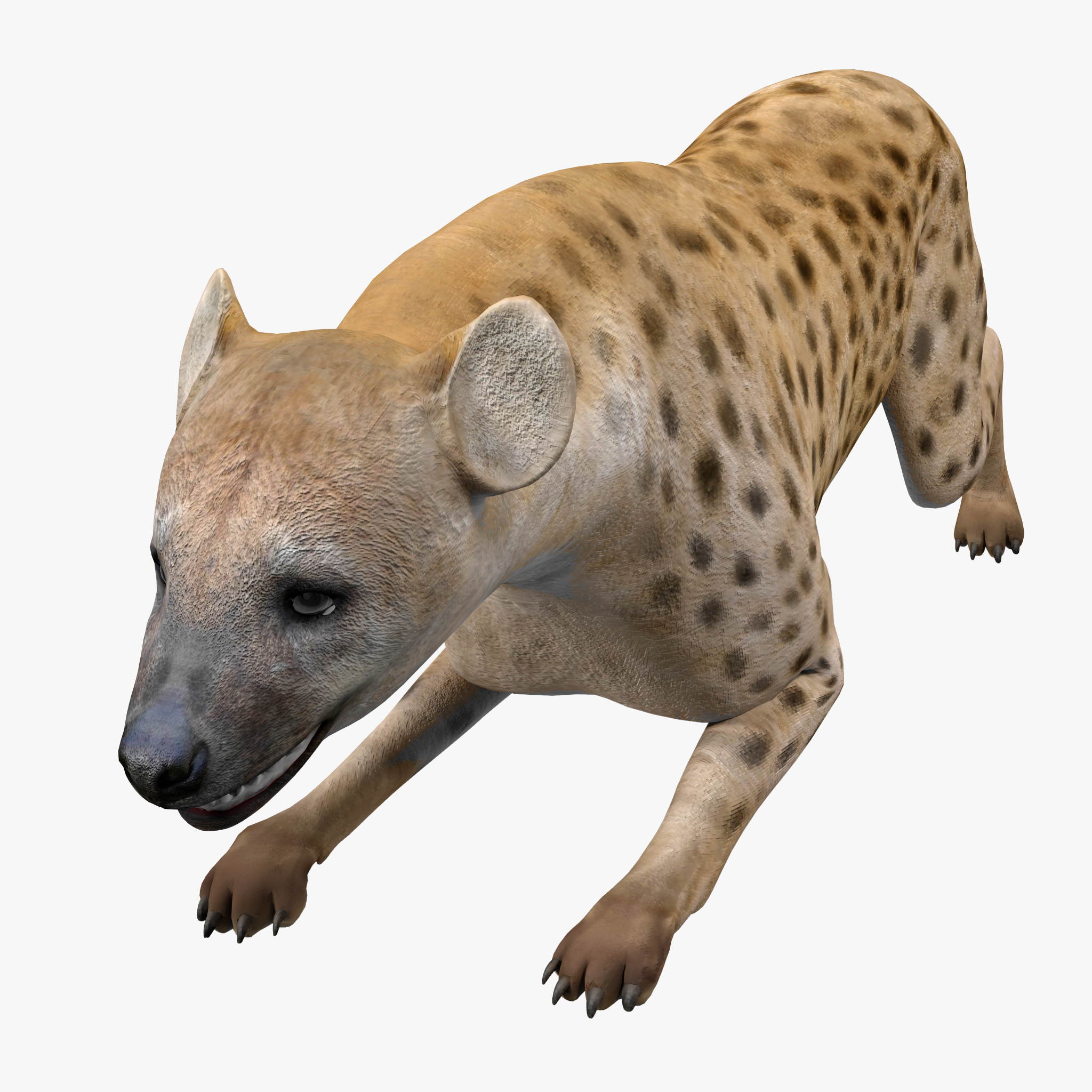 hyena pose 5 3d model