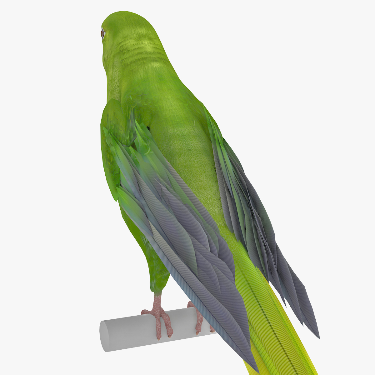 parakeet pose 2 3d model