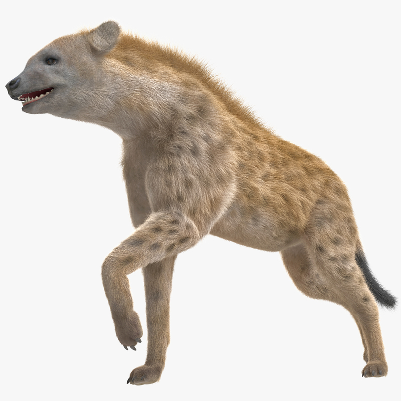 hyena pose fur max