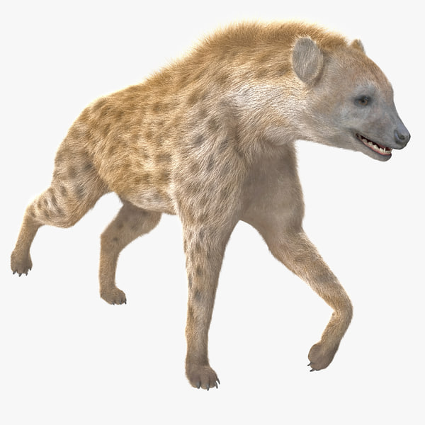 hyena pose fur max