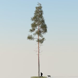 3d realistic pine tree
