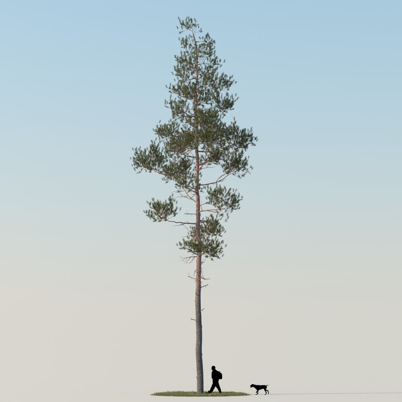 realistic pine tree 3d obj