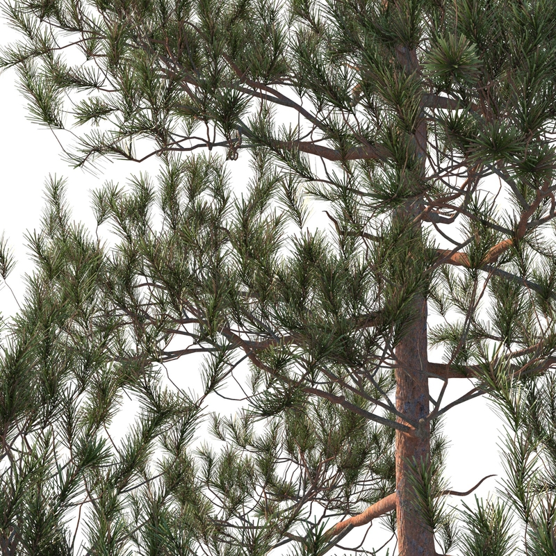 Pinheiro 12 Modelo 3D - TurboSquid 858268