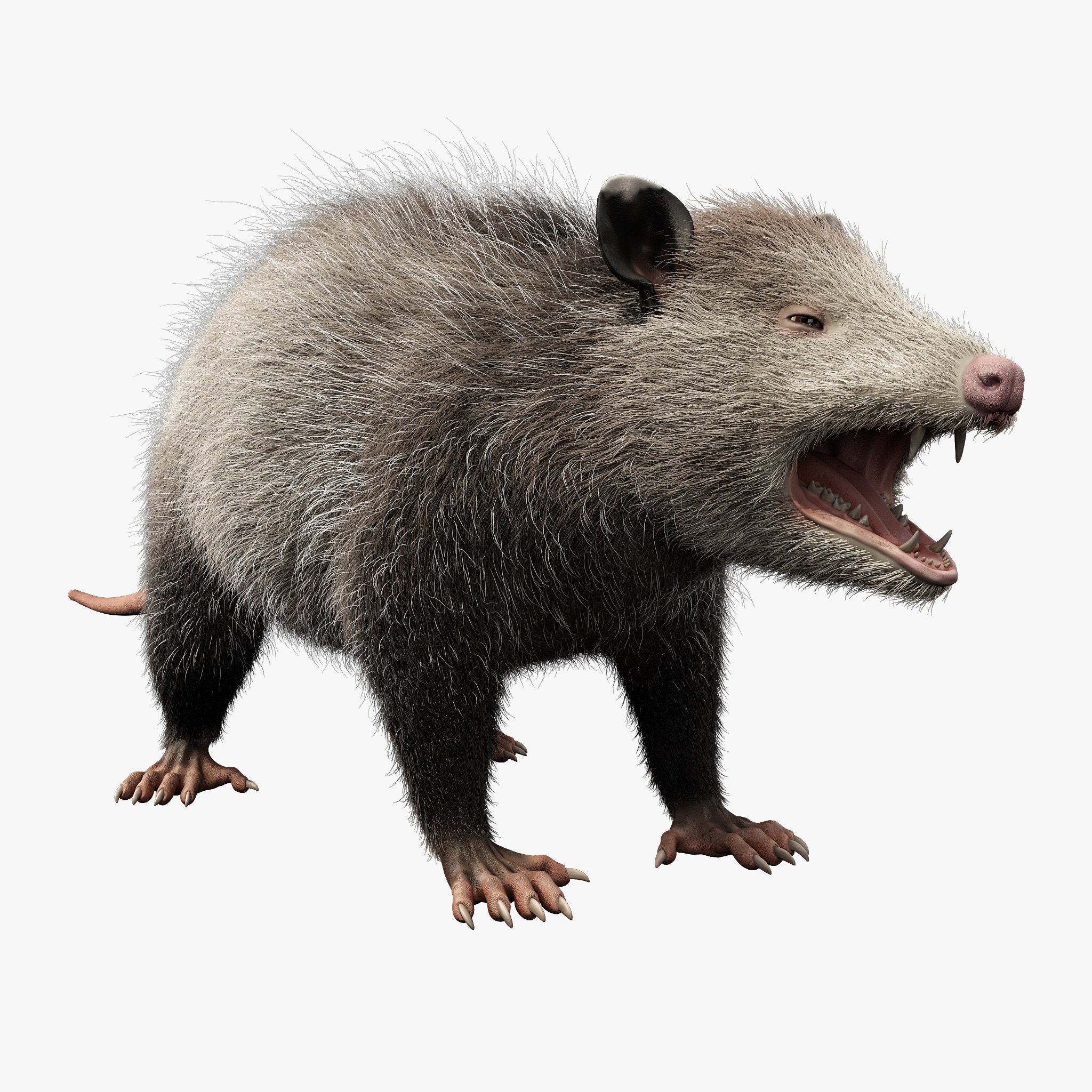 Possum 3D Models for Download | TurboSquid