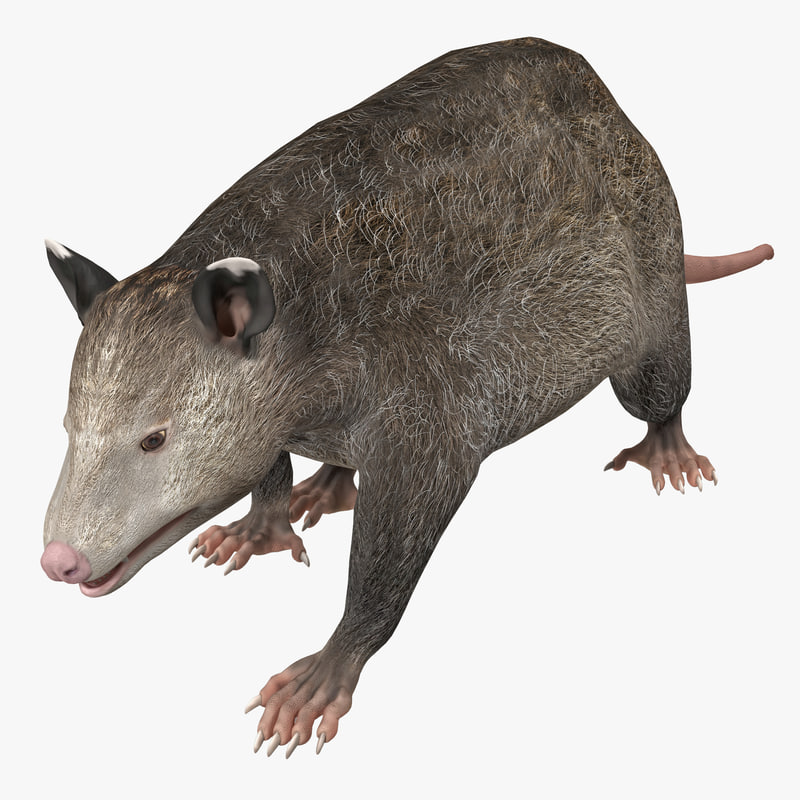 possum pose 1 3d model