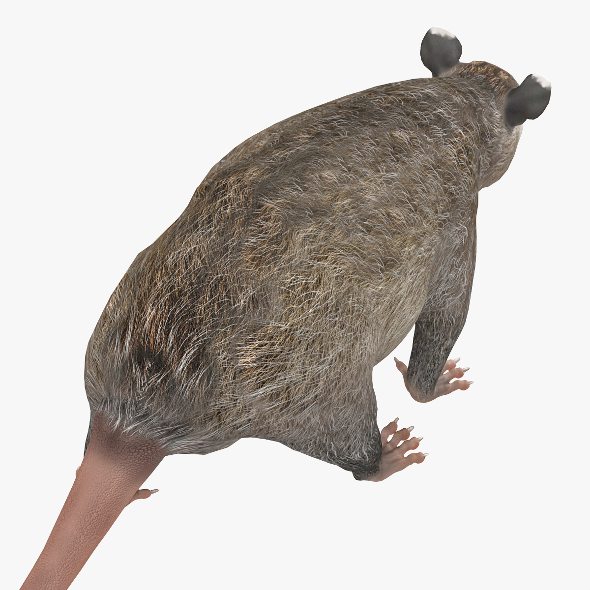 possum pose 1 3d model