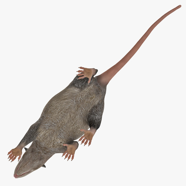 possum pose 1 3d model